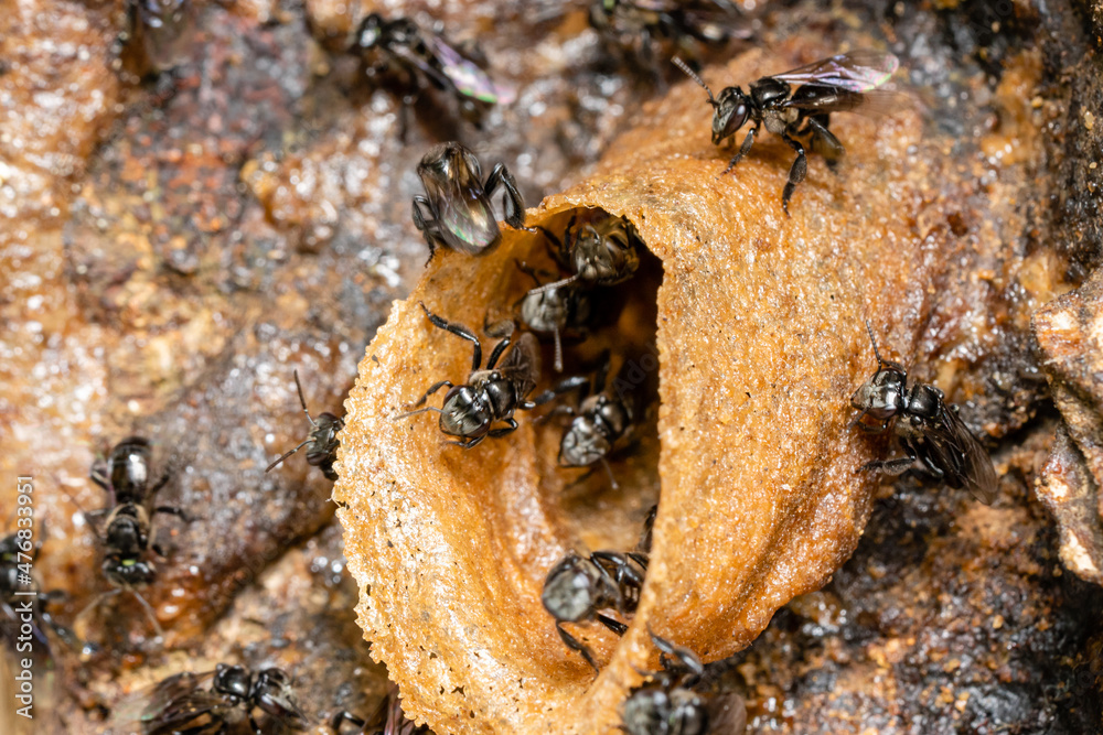 Stingless bees or trigona meliponini hive industry. A colony of ...