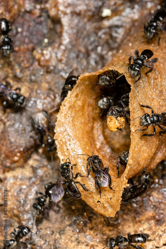 Stingless bees or trigona meliponini hive industry. A colony of ...