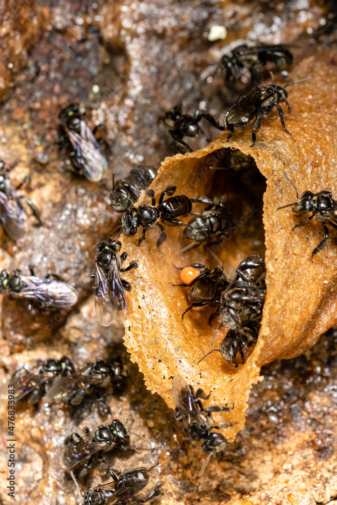 Stingless bees or trigona meliponini hive industry. A colony of ...