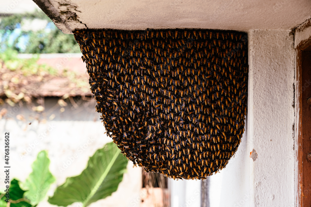 Apis dorsata, the giant honey bee, is a honey bee of South and ...