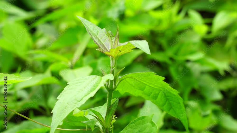 green Chromolaena odorata (minjangan, Siam weed, Christmas bush, devil ...