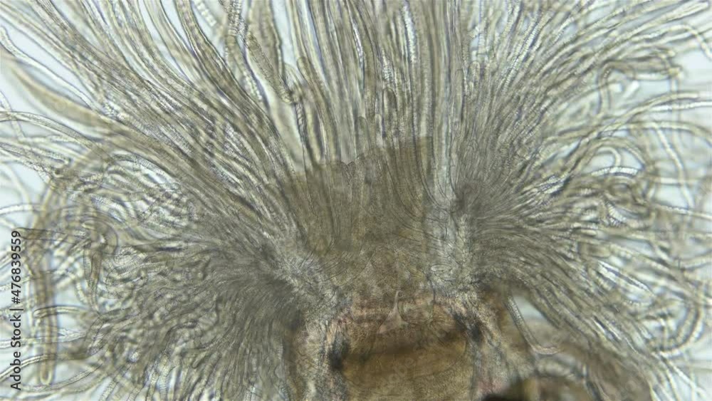 Worm Polychaeta of family Terebellidae under the microscope, phylum ...
