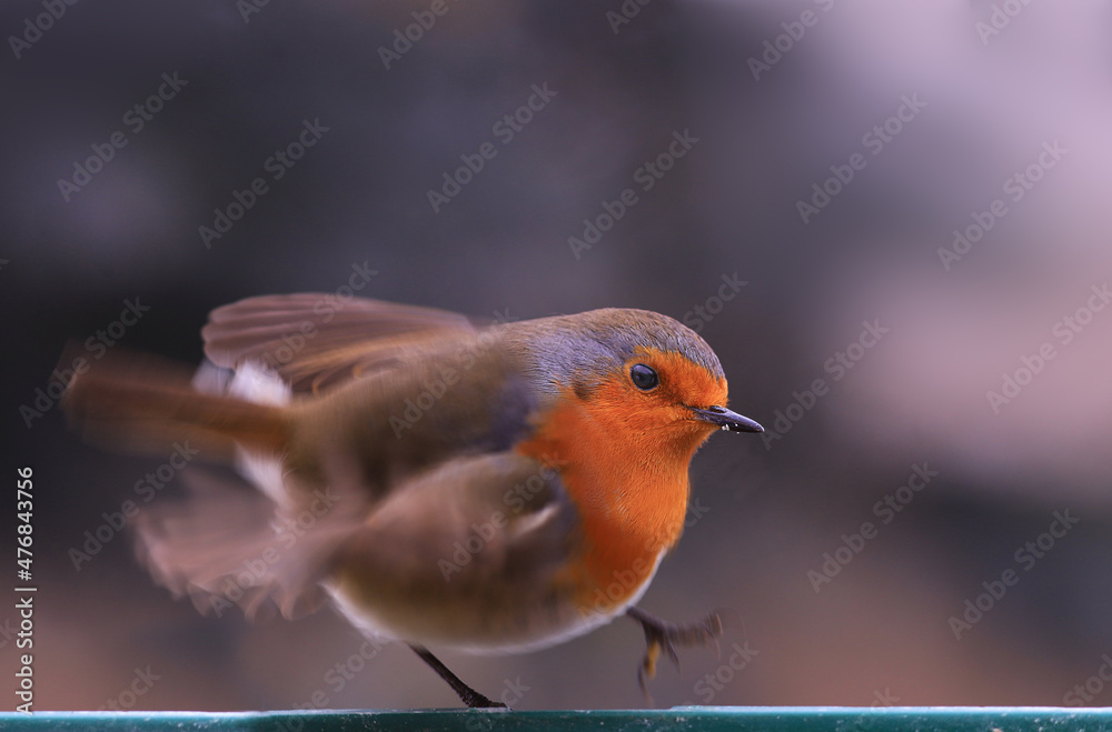 From the series "The Life of Robins". A robin in a jump or in a dance ...