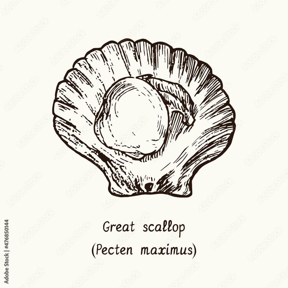 Great scallop (Pecten maximus) open. Ink black and white doodle drawing ...