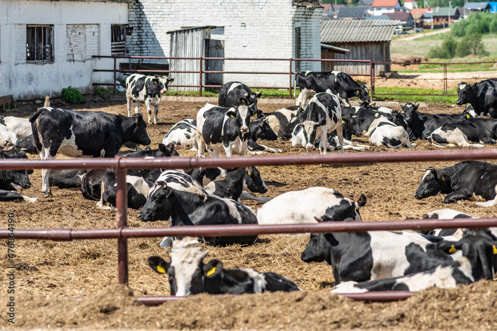 Diary cows in modern free livestock stall barnyard, foldyard, stockyard ...