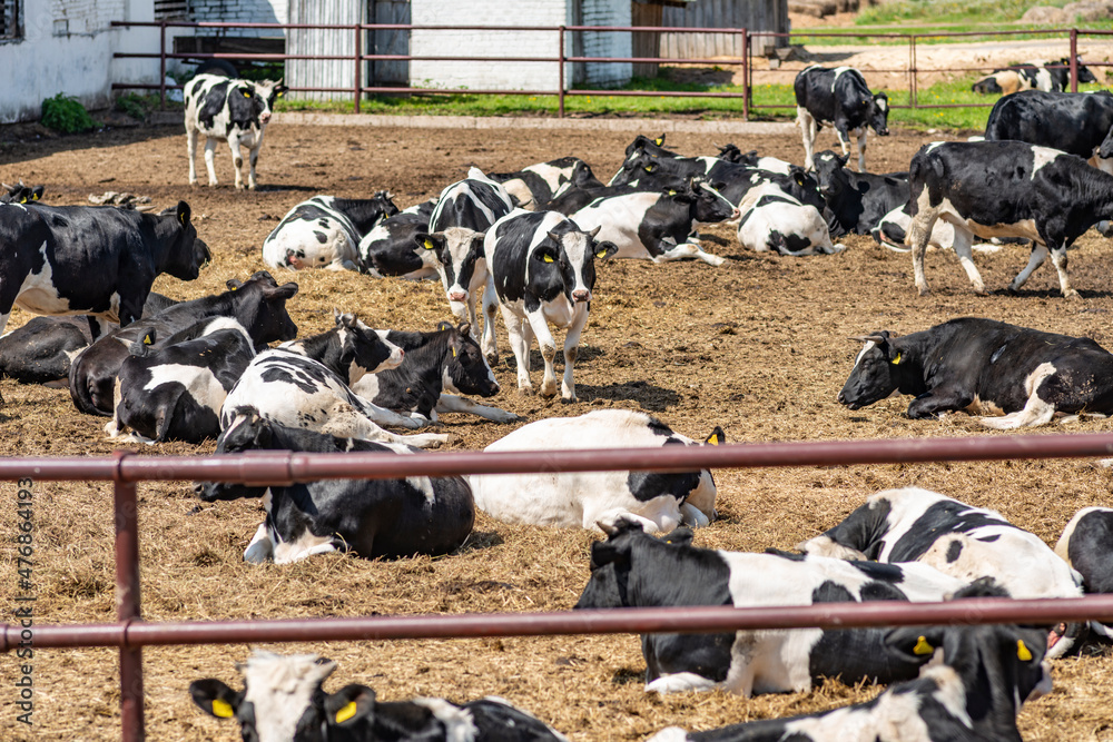 Diary cows in modern free livestock stall barnyard, foldyard, stockyard ...