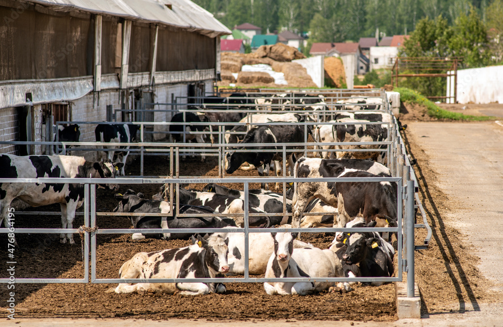 Diary cows in modern free livestock stall barnyard, foldyard, stockyard ...