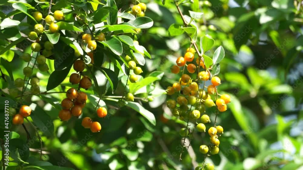 The fruit of gold mound. Also called Sinyo nakal, Duranta erecta, teh ...