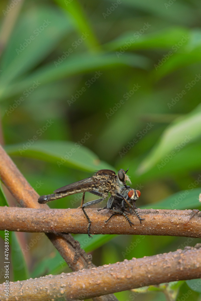 details of the head of the robber fly. beautiful robber fly head taken ...