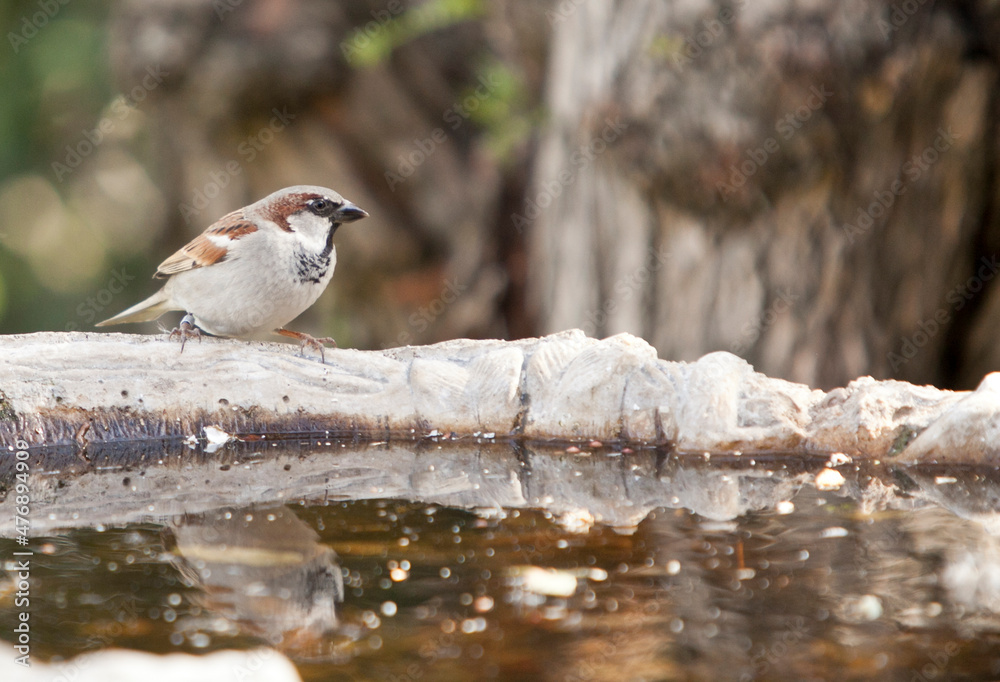 Foto de Amazing birds of Israel, birds of the Holy Land do Stock ...