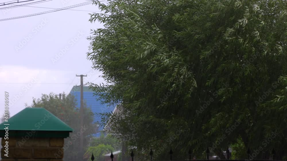 Tree is subject to strong wind and rain. Heavy precipitation and ...