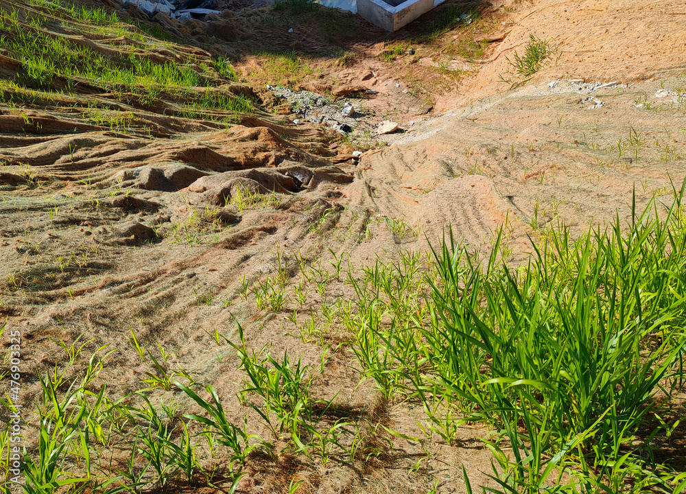 Permanent slope protection with grass using the hydroseed method. The ...