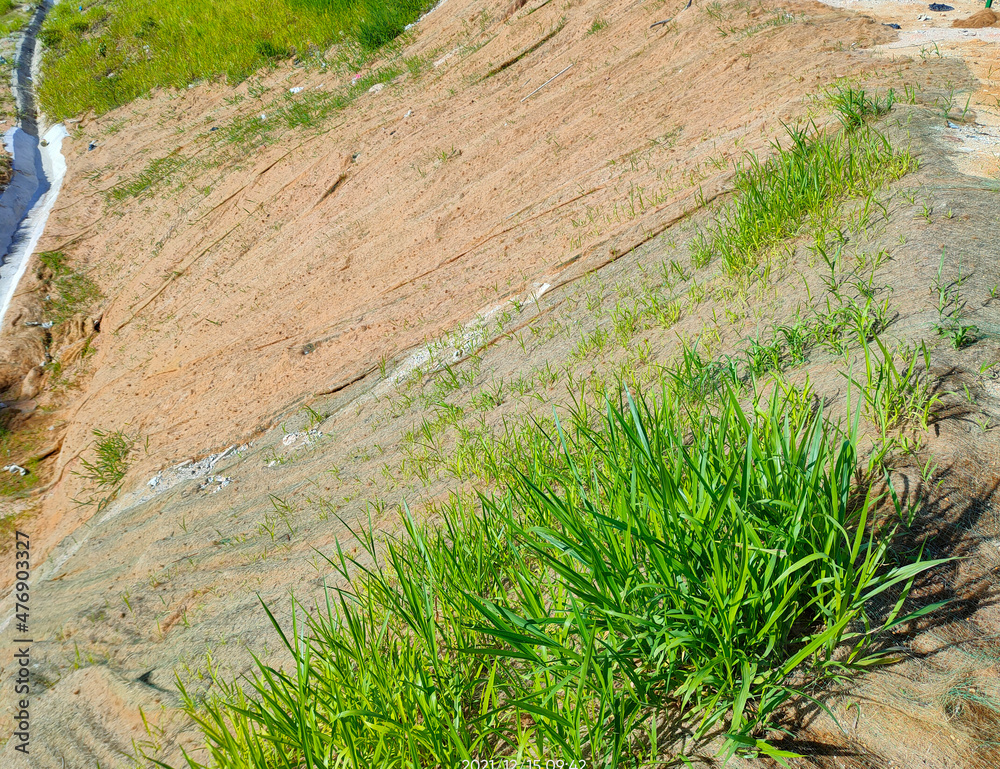 Permanent slope protection with grass using the hydroseed method. The ...