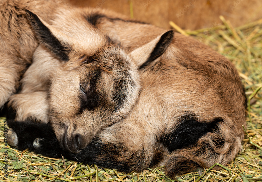 Alpine Goat Dairy Animal. A little sleeping baby goat. Stock Photo ...