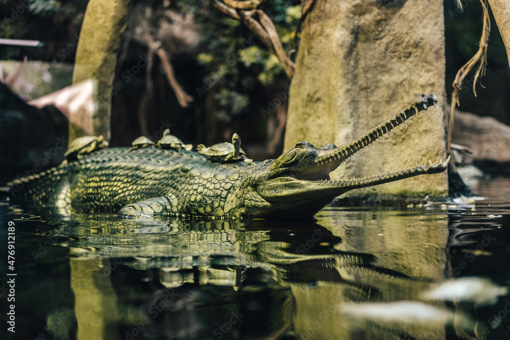 The gharial (in latin Gavialis gangeticus), also known as the gavial ...