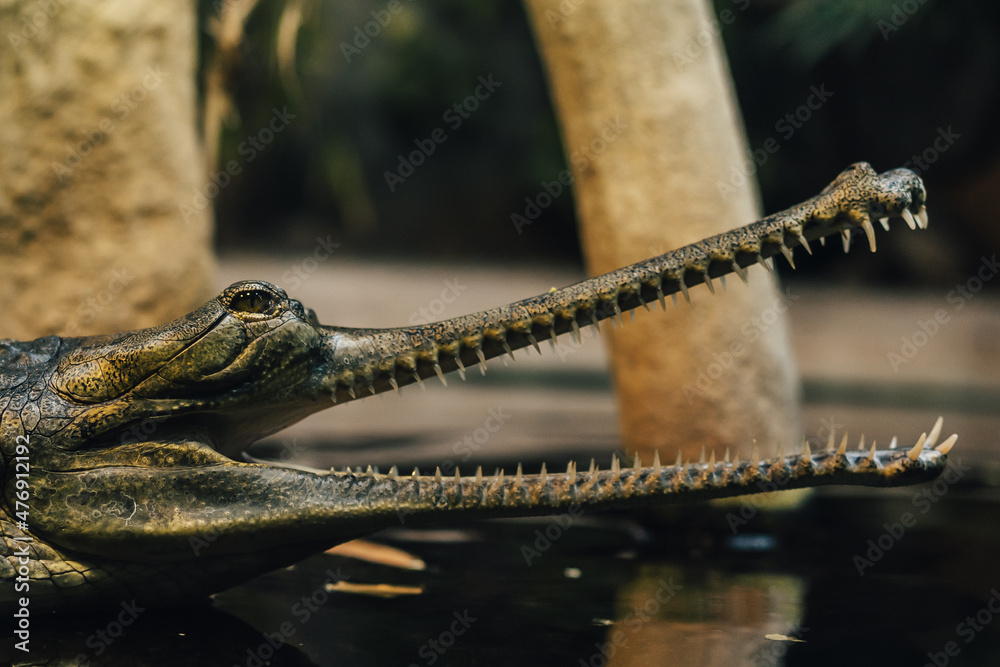 The gharial (in latin Gavialis gangeticus), also known as the gavial ...