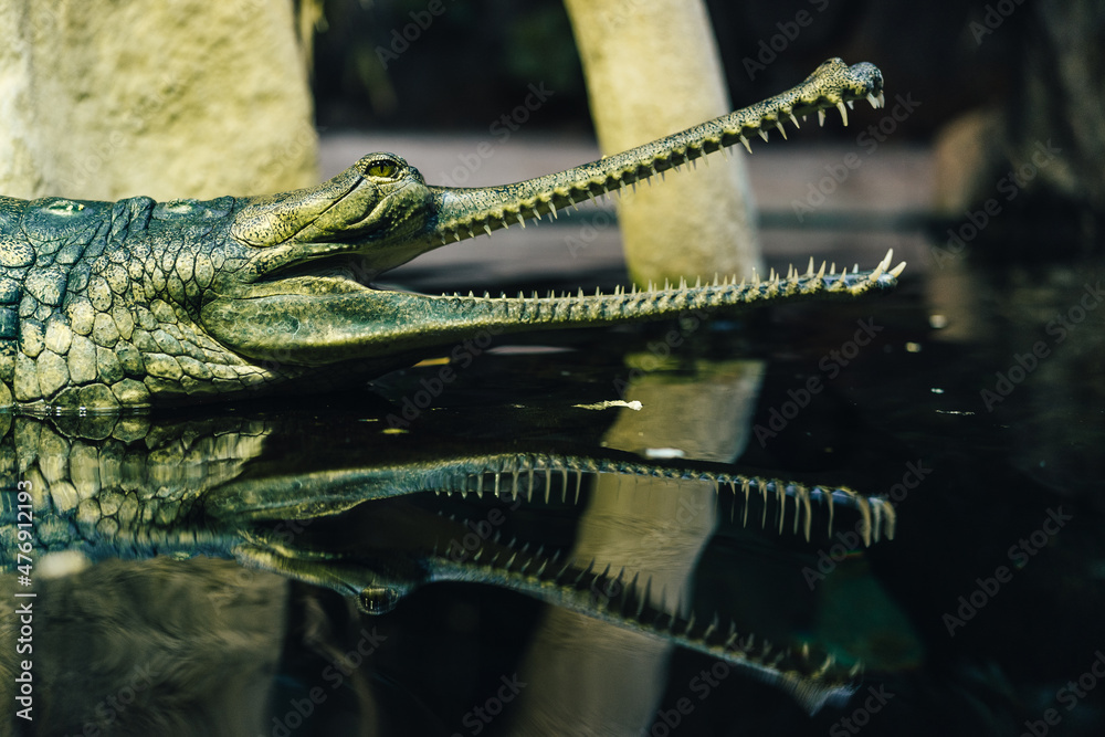 The gharial (in latin Gavialis gangeticus), also known as the gavial ...