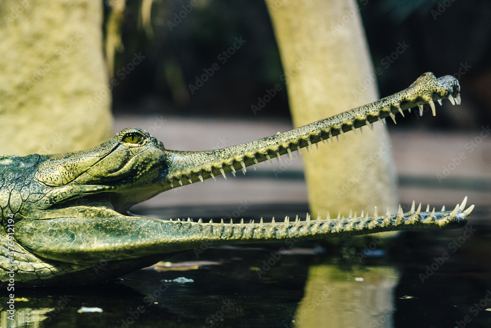 The gharial (in latin Gavialis gangeticus), also known as the gavial ...