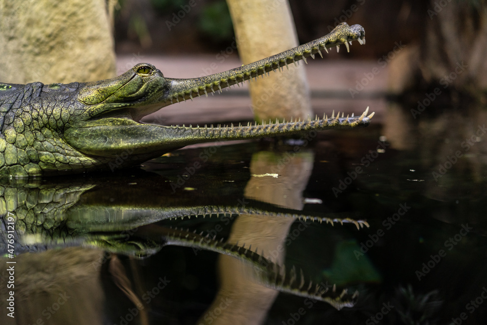 The gharial (in latin Gavialis gangeticus), also known as the gavial ...