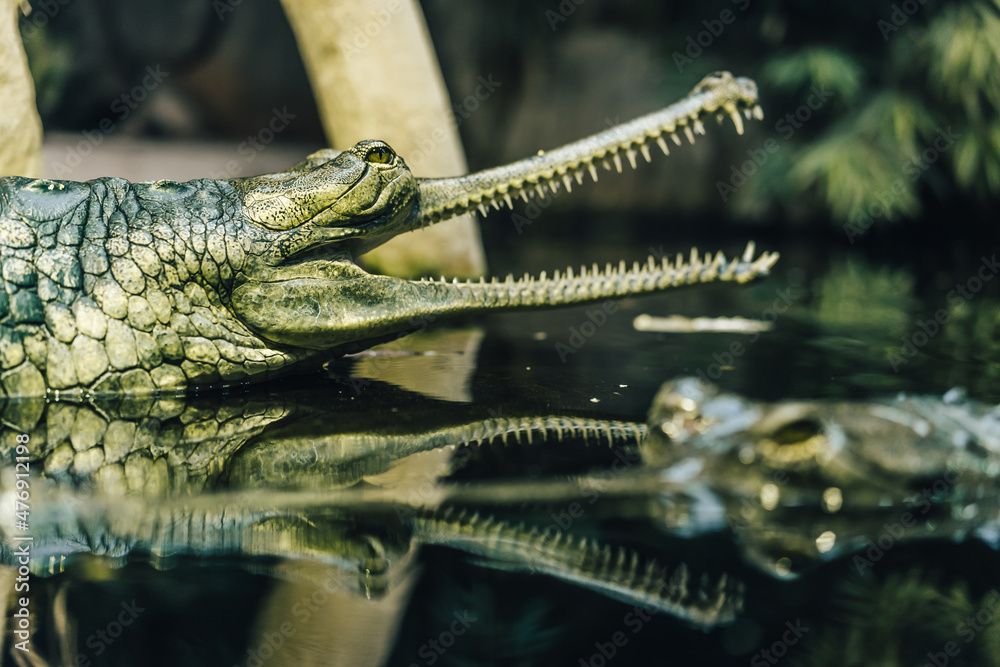 The gharial (in latin Gavialis gangeticus), also known as the gavial ...