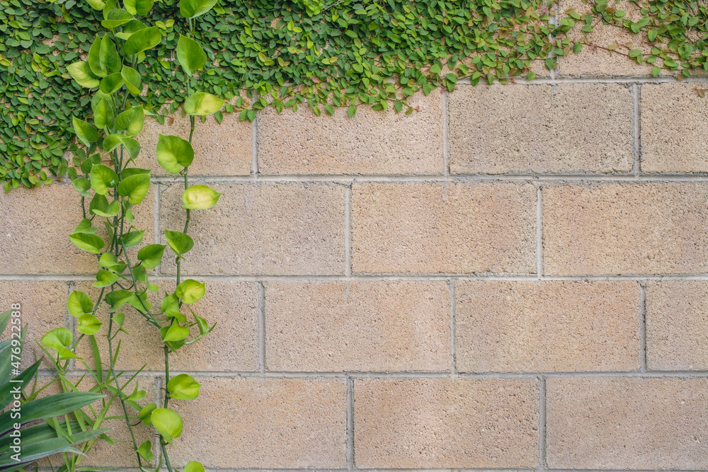 Newer cement block wall with beige undertones with beautiful green ...