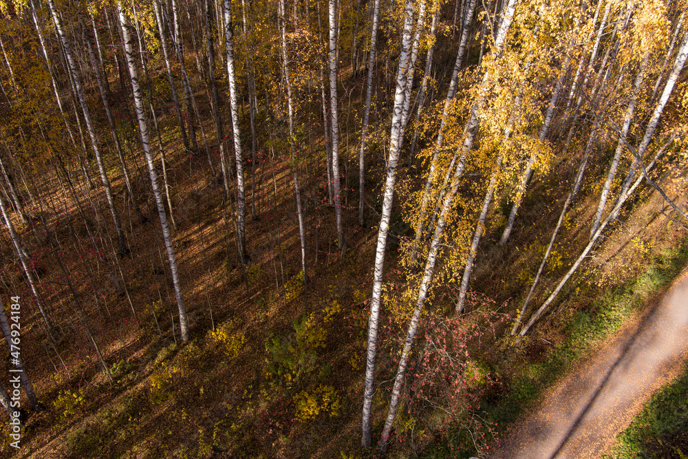 Golden autumn, Treetops from a bird's eye view at sunset, the drone ...