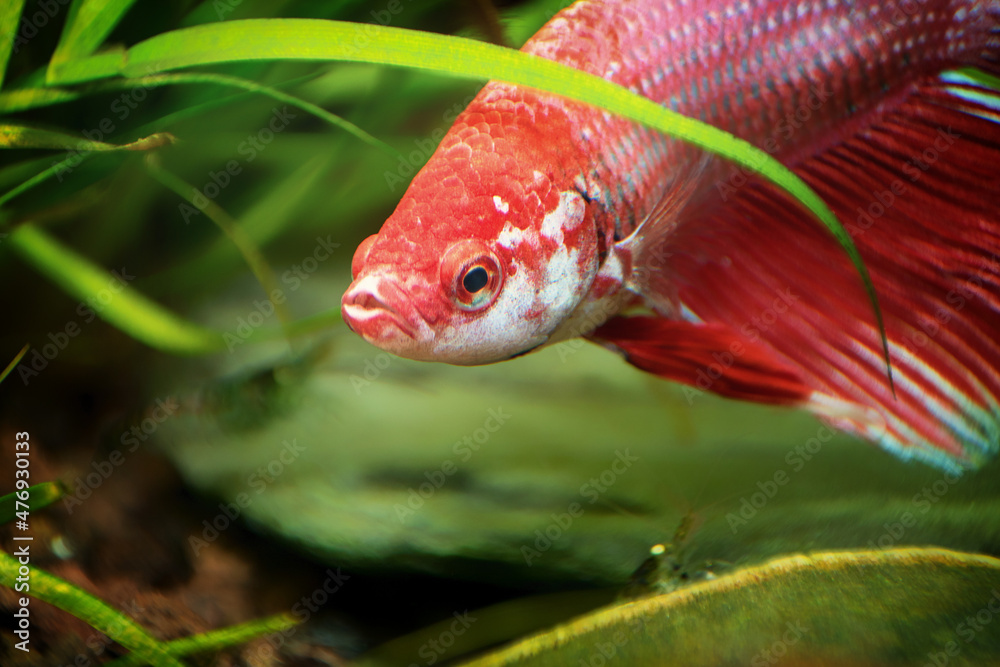 Siamese fighting fish, Betta splendens commonly known as the betta, is ...