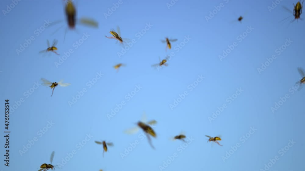 Wasps buzzing. Wasp Swarm in the sky. Stock ビデオ | Adobe Stock