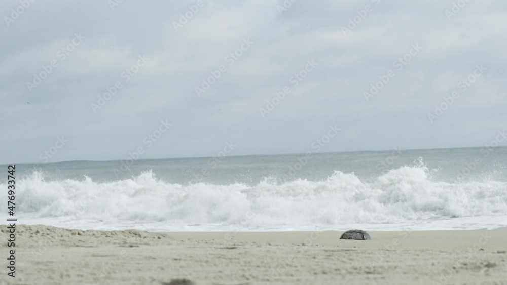 Lone horseshoe crab marine arthropod laying on beach intertidal zone ...