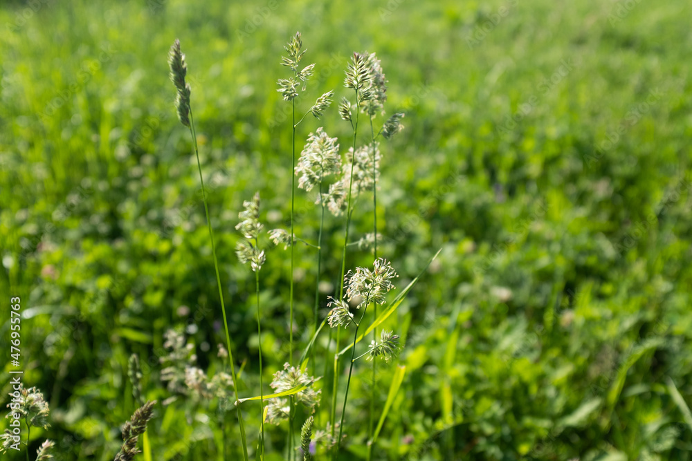 Summer meadow, top view. Natural grass field background for design or ...