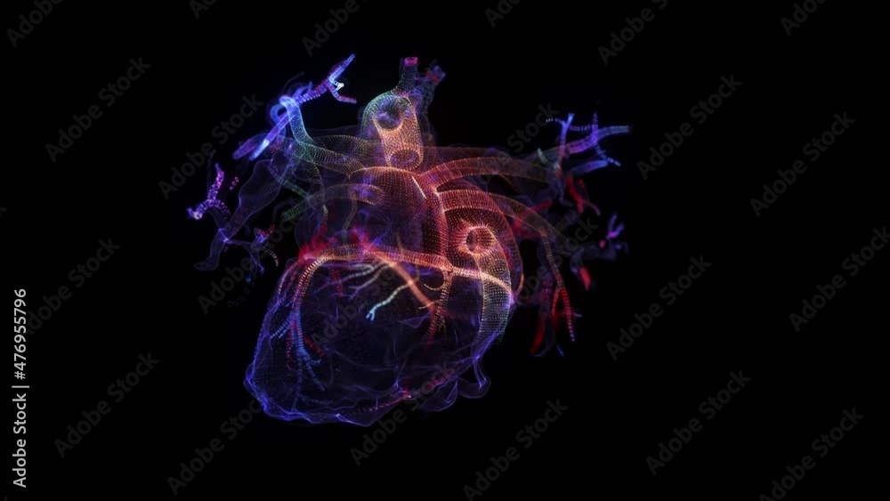 Human Circulatory System Heart Beat Anatomy Animation Concept.Motion ...