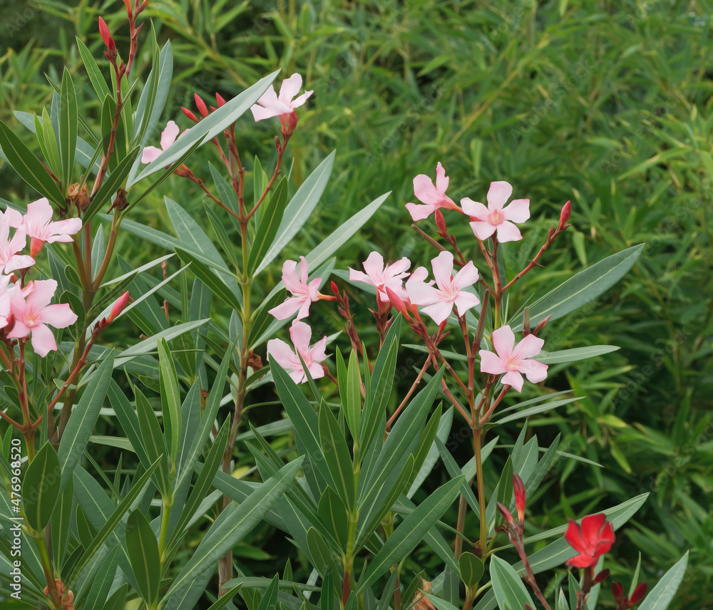 Petit buisson de laurier-rose ou oléandre à fleurs roses (Nerium ...