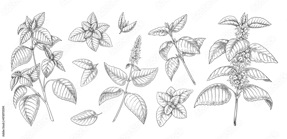 Peppermint sketch. Mint leaves branches and flowers vintage engraving ...