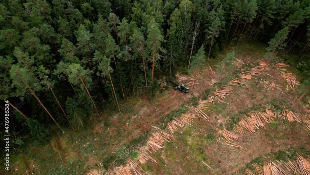Forest harvester during sawing trees in a forest. Forestry tree ...