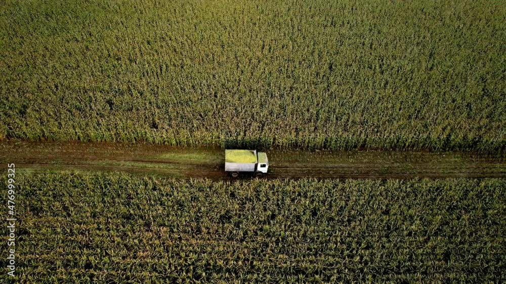 Dump truck transports corn grains after being harvested by a combine ...