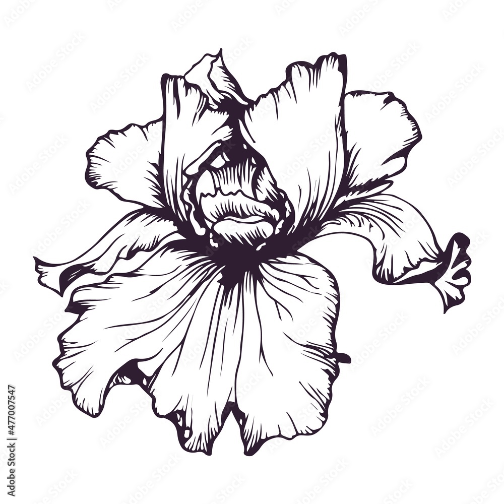 Hand drawn Iris flower in line-art style isolated on white background ...