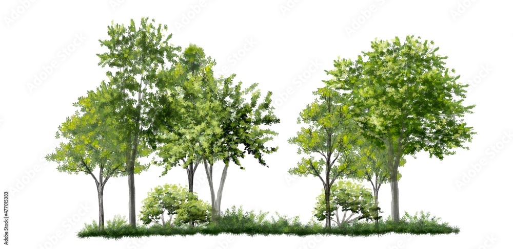 watercolor tree side view isolated on white background for landscape ...