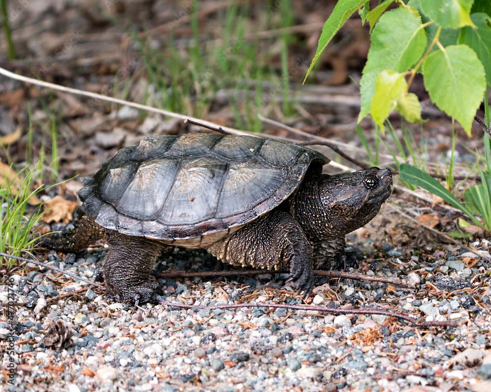 Snapping Turtle Photo Stock. Close-up profile view walking on gravel in ...