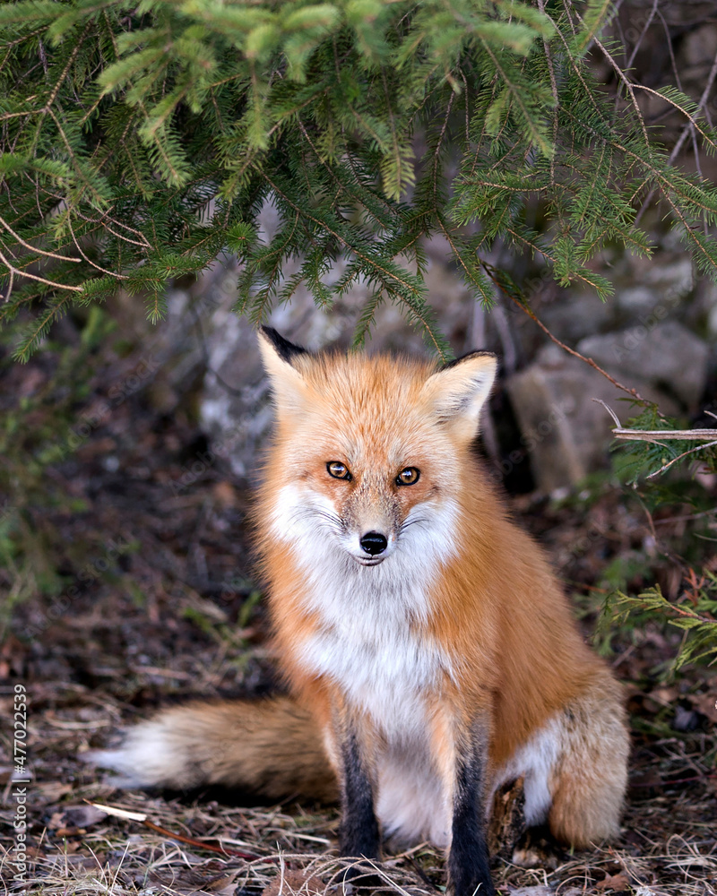 Fox Sitting Up