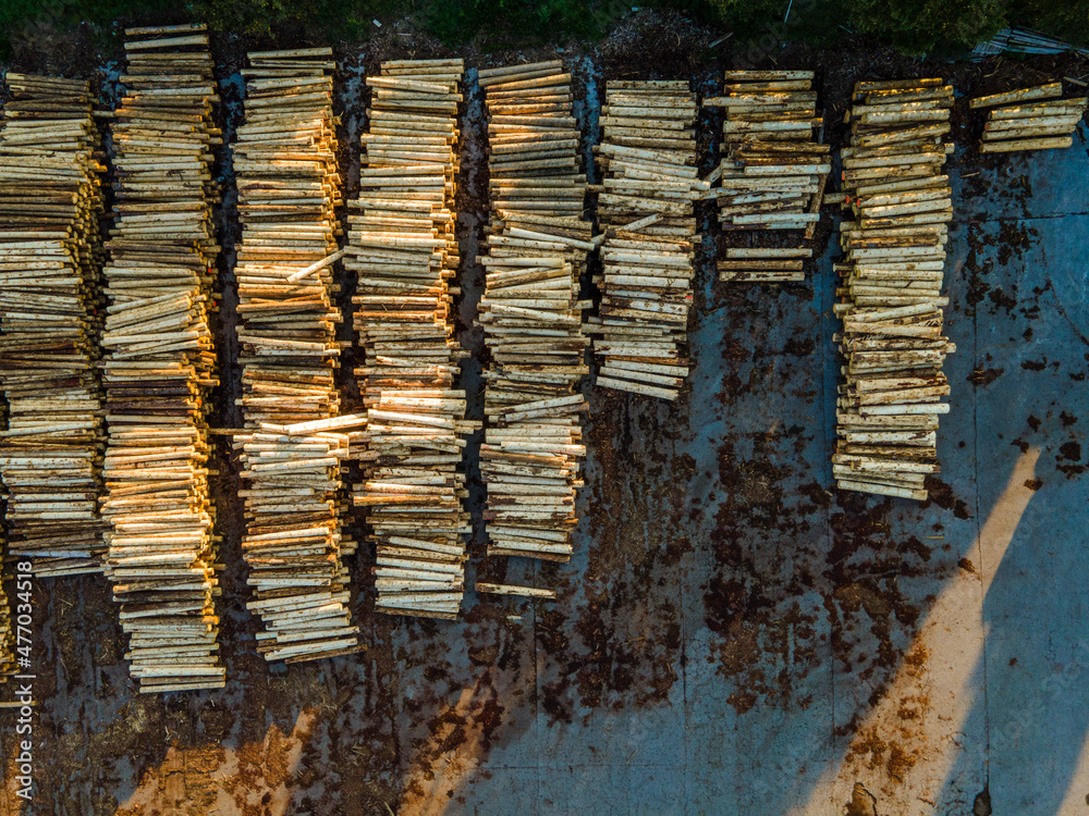 Pine Logs Waiting in Sawmill to be Processed into Sustainable Pellet ...