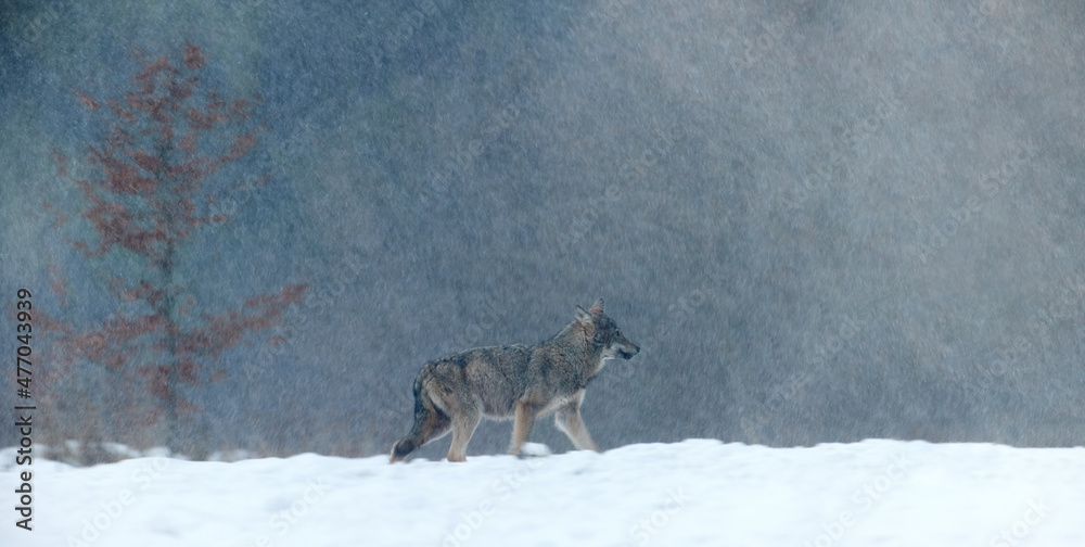 Eurasian wolf, Canis lupus lupus, panoramic, atmospheric photo of gray ...