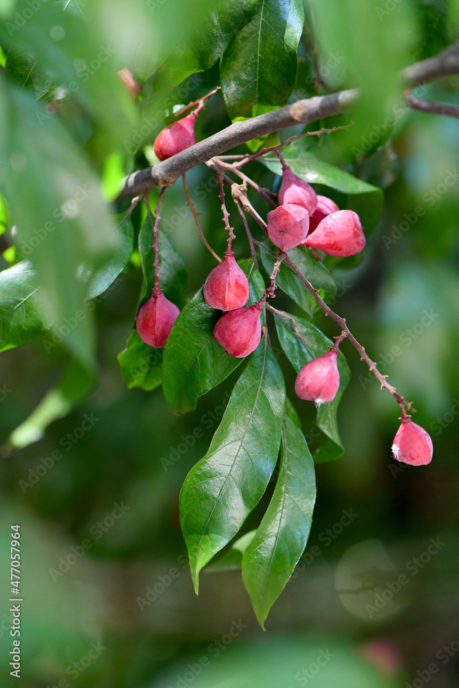 Red pink fruits of the eastern Australian native rainforest tree ...