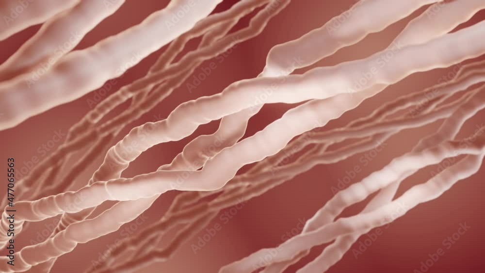 Collagen is a protein that is the main component of connective tissue ...