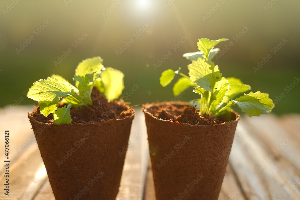 Saplings and planting material. seedlings in peat cups on a table in ...