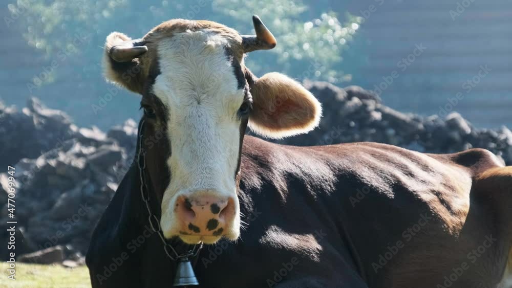 The cow lies on the lawn and looks into the camera and exhales steam ...