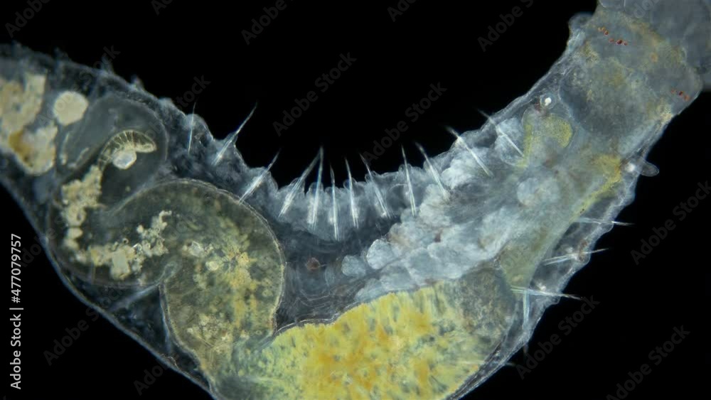 Worm Polychaeta of family Terebellidae under the microscope, phylum ...