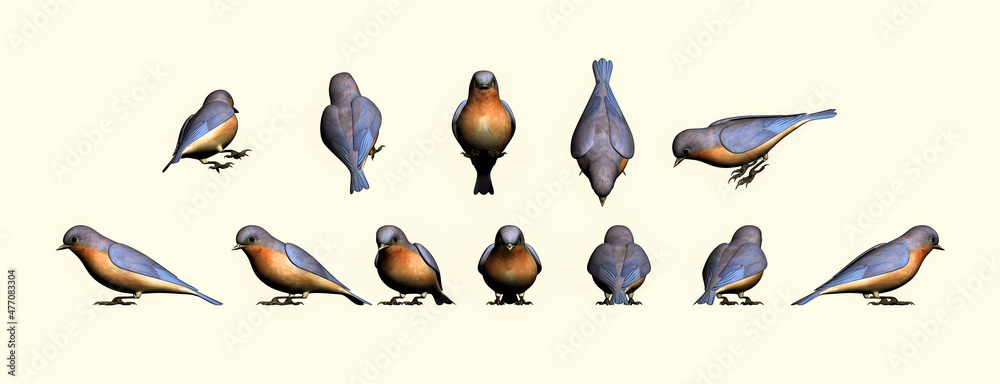 Birds At Different Angle