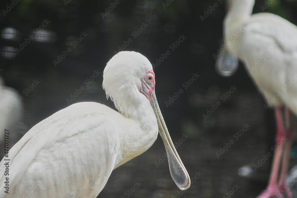 The African spoonbill is a long-legged wading bird of the ibis and ...