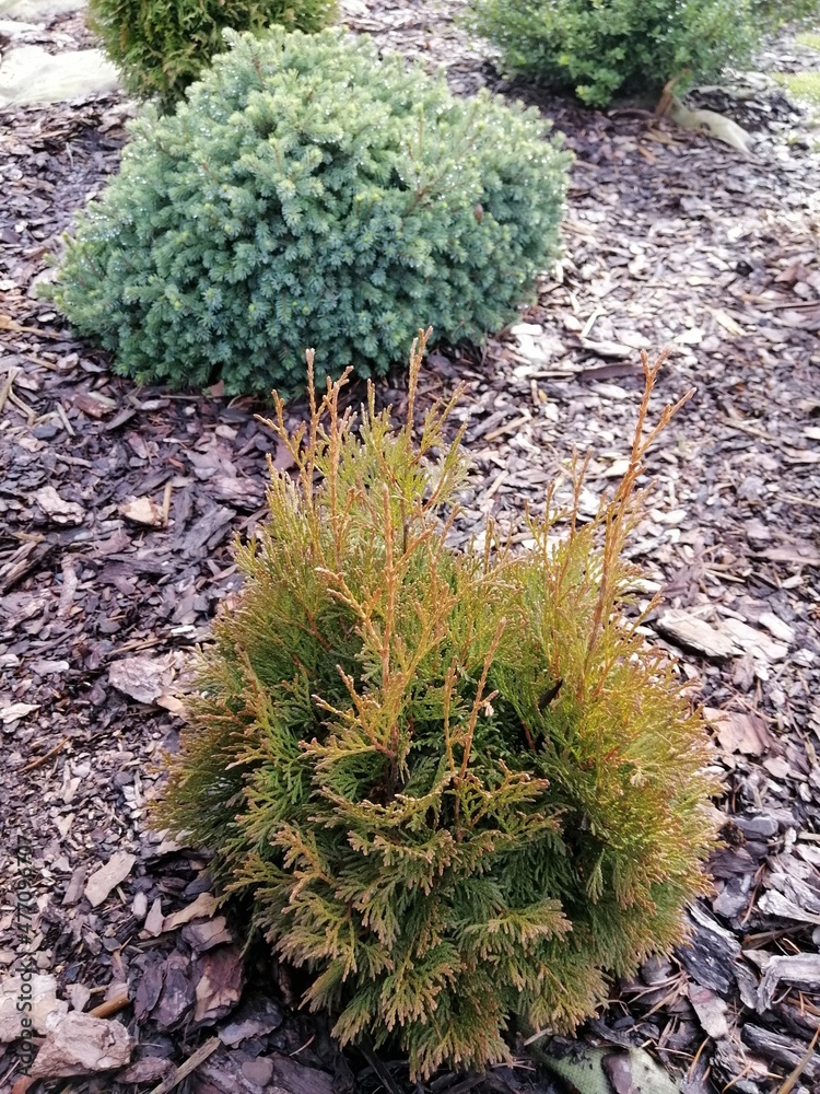 dwarf green-yellow Thuja occidentalis Micky on a Sunny day on the ...