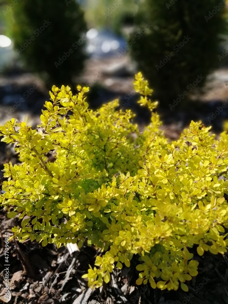 bright yellow Berberis thunbergii Aurea Bush in early spring in the ...